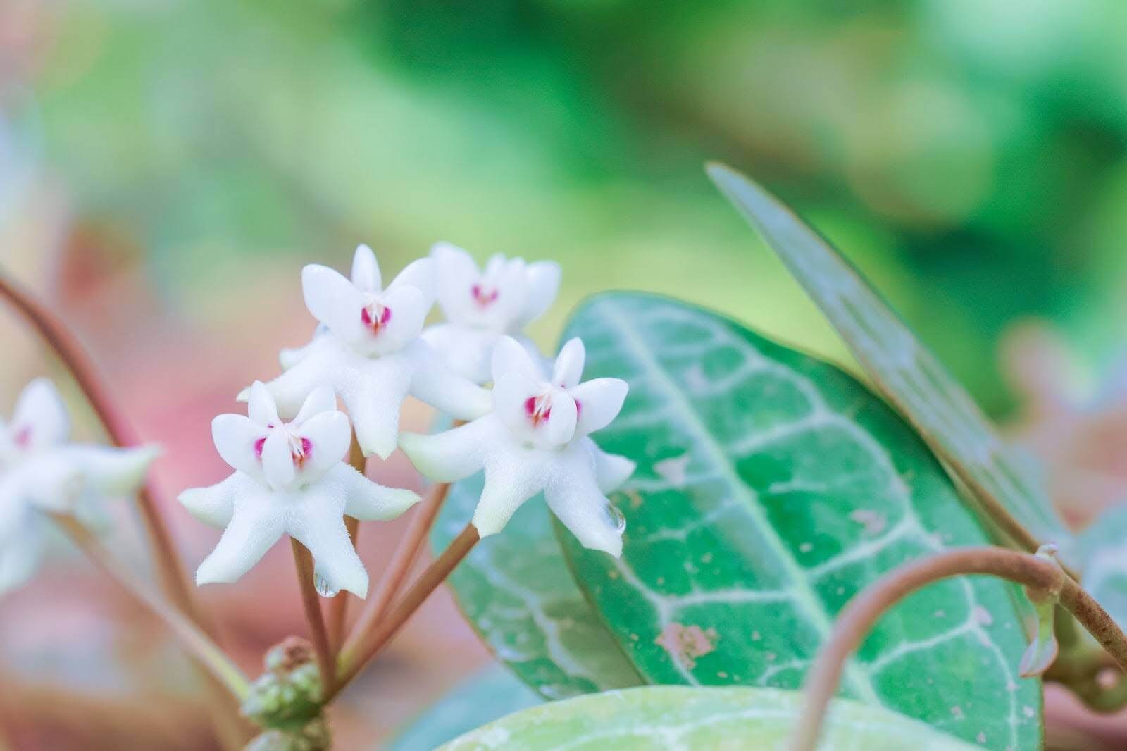 How Fast Does Hoya Grow? – Unsolicited Plant Talks