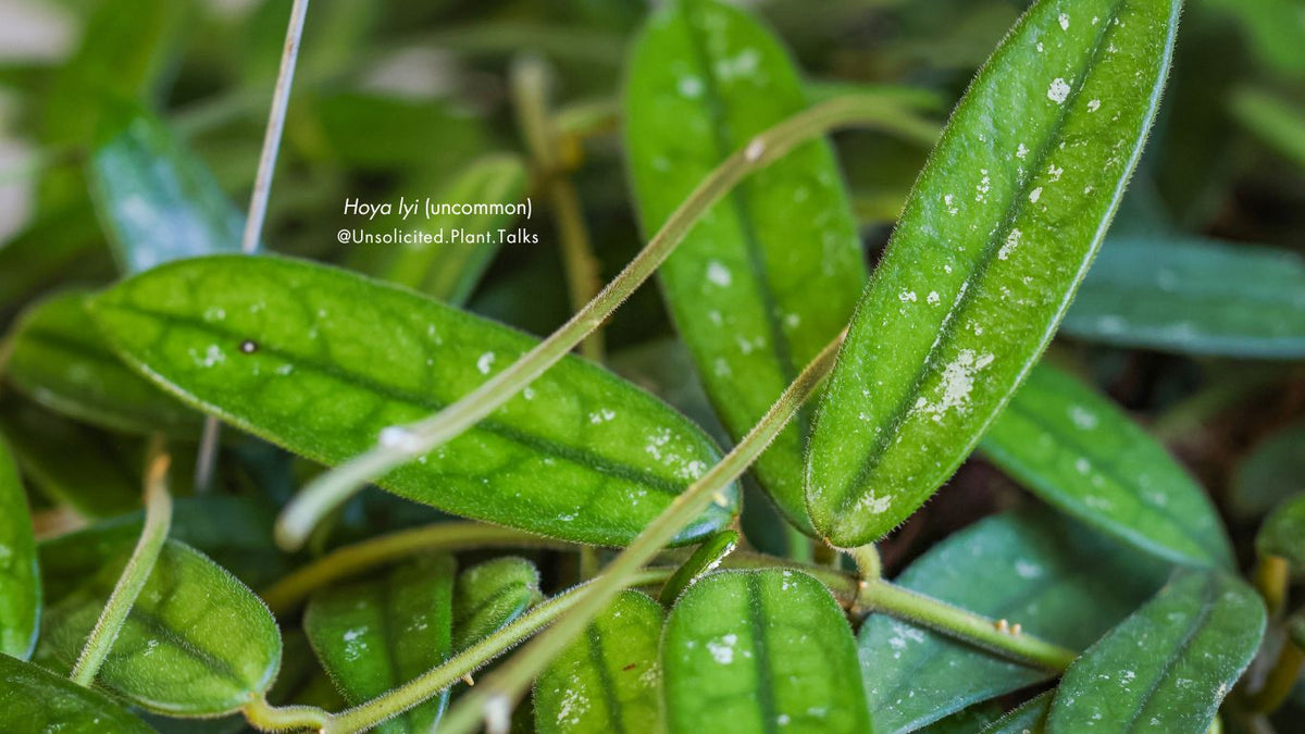 Discovering the Unique Charm of Hoya lyi (uncommon variety ...
