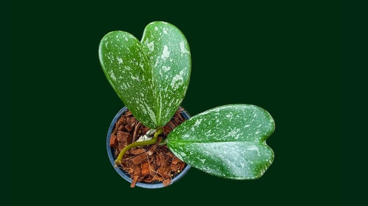 Types of Hoya Plants – Your Guide Through Different Hoya Varieties ...