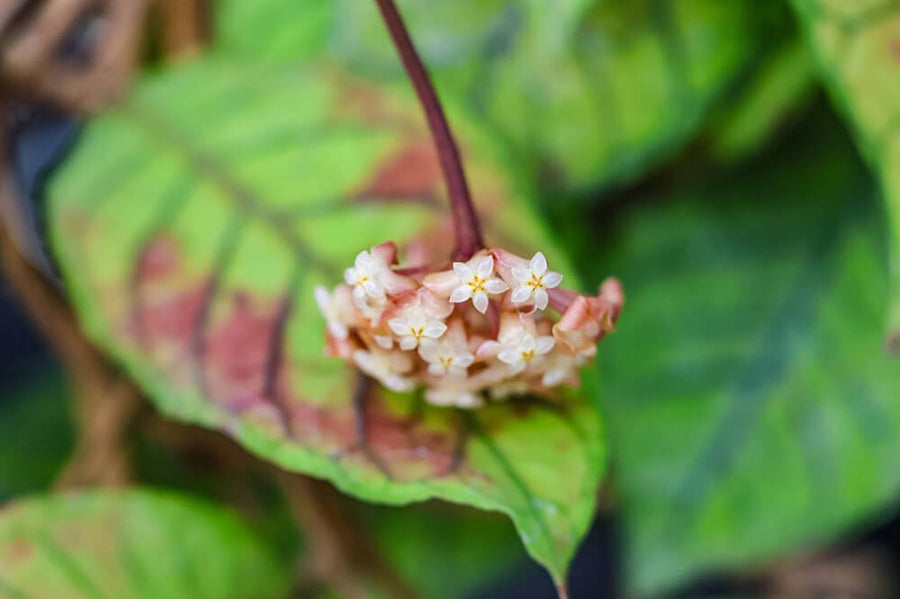 How to Get a Hoya Plant to Bloom: Expert Wax Plant Care Tips ...