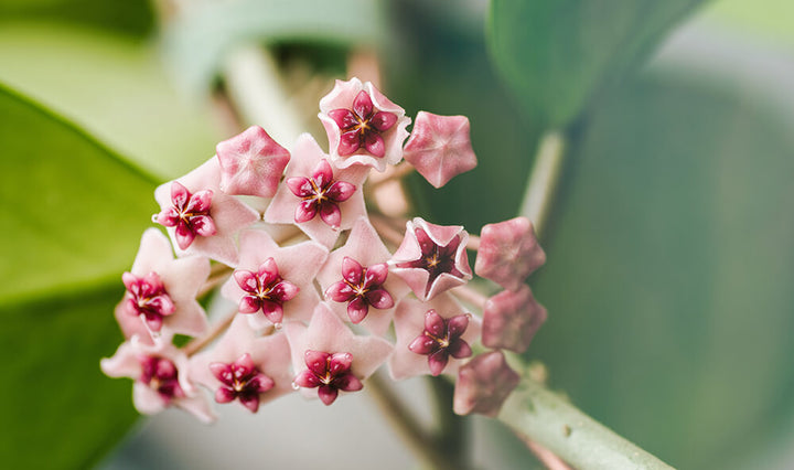 What is a Hoya Plant? A Beginner’s Guide | Unsolicited Plant Talks