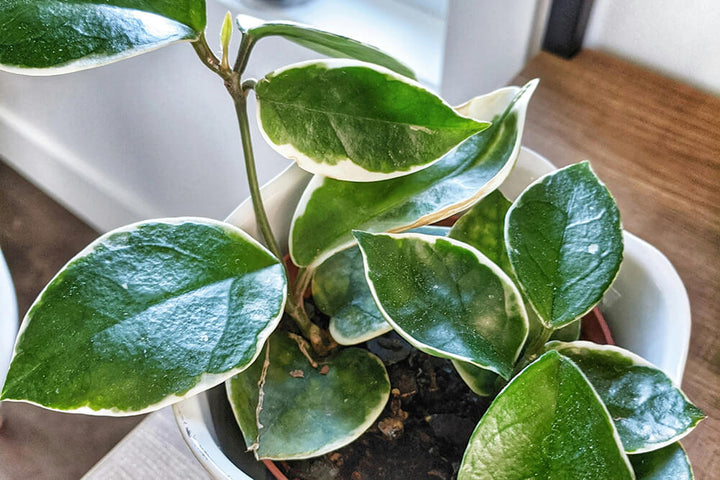What is a Hoya Plant? A Beginner’s Guide | Unsolicited Plant Talks