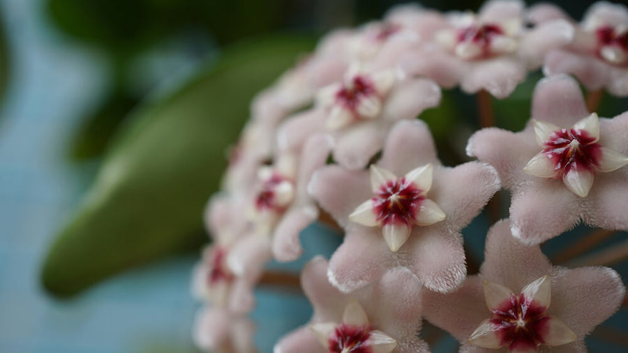What is a Hoya Plant? A Beginner’s Guide | Unsolicited Plant Talks
