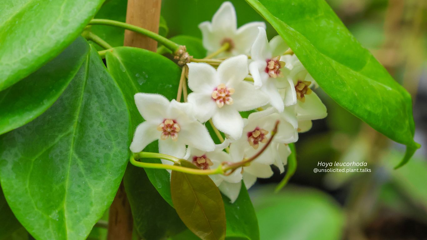 Types of Hoya Plants – Your Guide Through Different Hoya Varieties ...