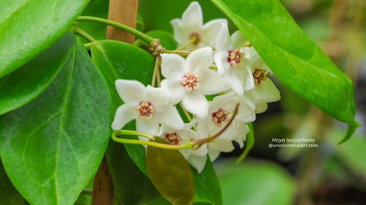 What is a Hoya Plant? A Beginners Guide – Unsolicited Plant Talks