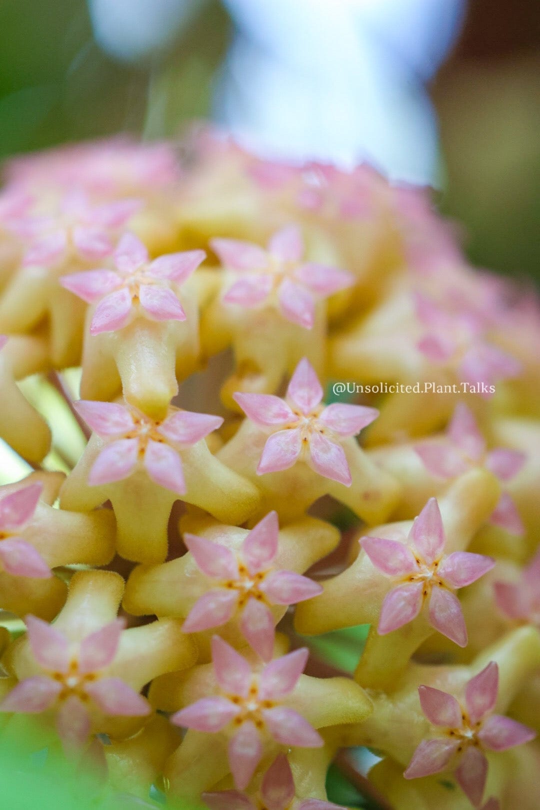 Hoya 'Joy' – Unsolicited Plant Talks