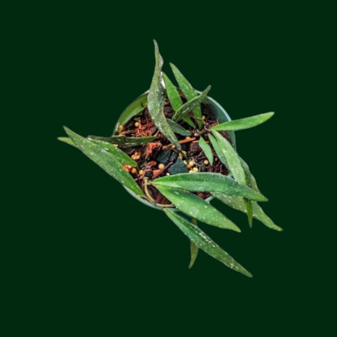 Hoya mirabilis (clone B) – Unsolicited Plant Talks