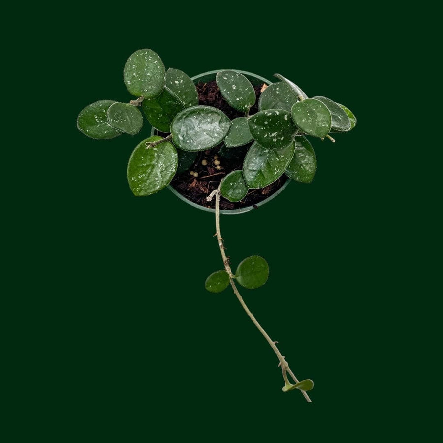 Splash Hoyas for Sale | Discover 80+ Hoya Splash Varieties ...