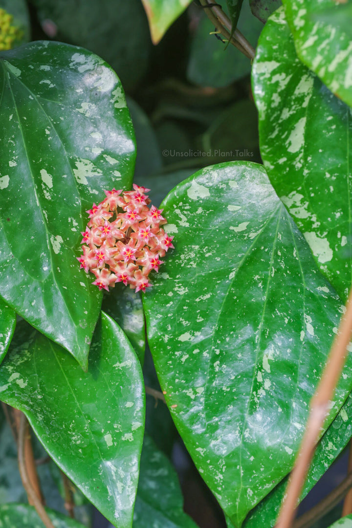 What is a Hoya Plant? A Beginner’s Guide | Unsolicited Plant Talks