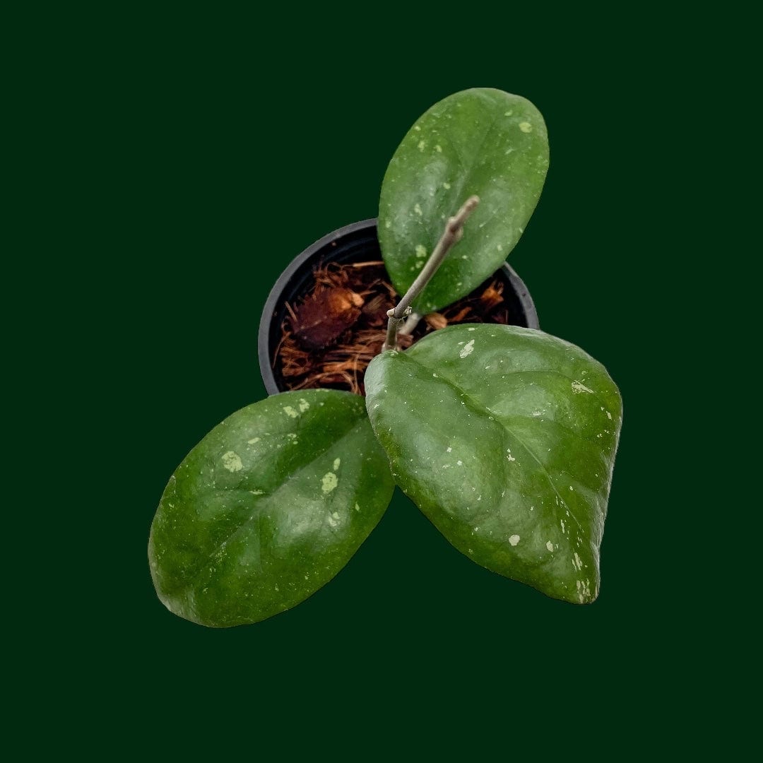 Hoya 'Joy' – Unsolicited Plant Talks