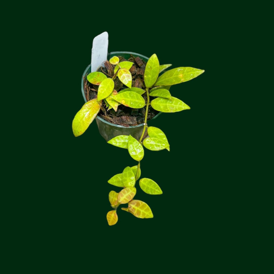 Rare Hoyas for Sale | Browse 70+ Rarest Hoya Species – Unsolicited ...