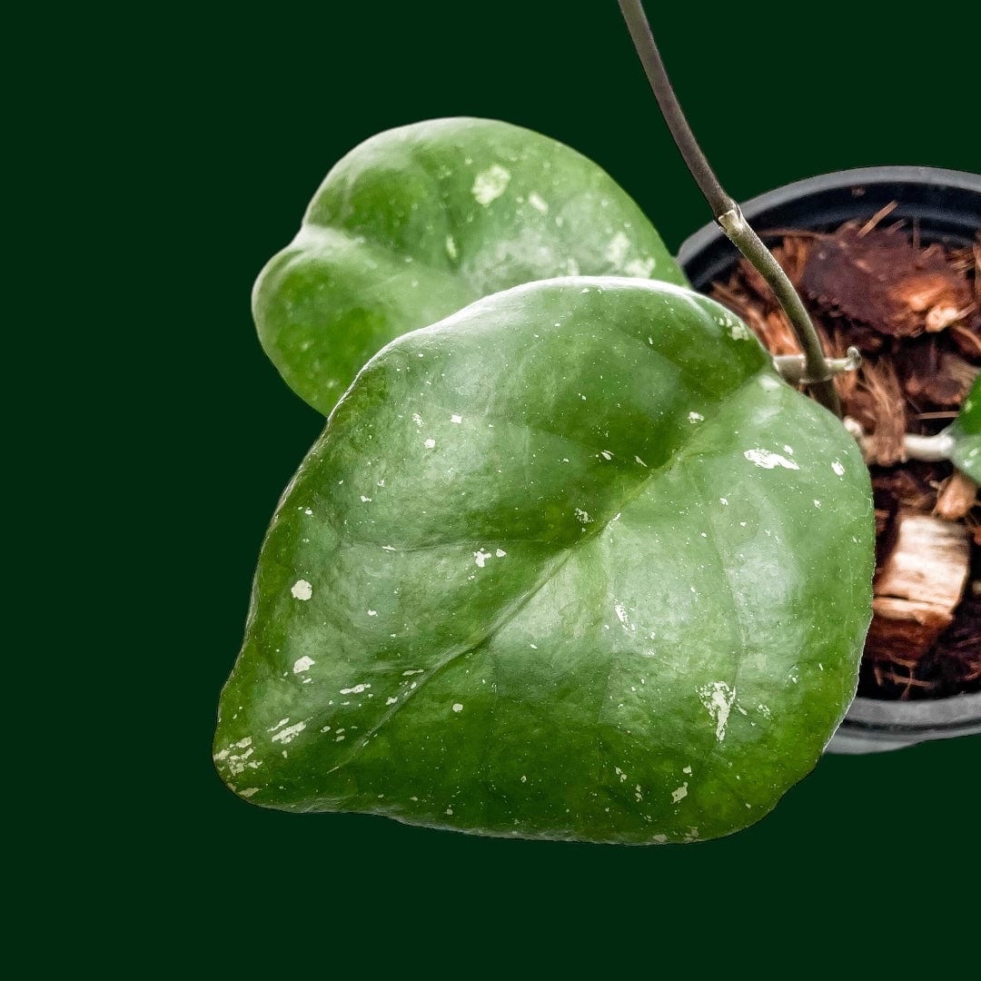 Hoya 'Joy' – Unsolicited Plant Talks