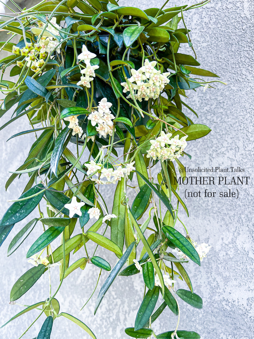 What is a Hoya Plant? A Beginner’s Guide | Unsolicited Plant Talks