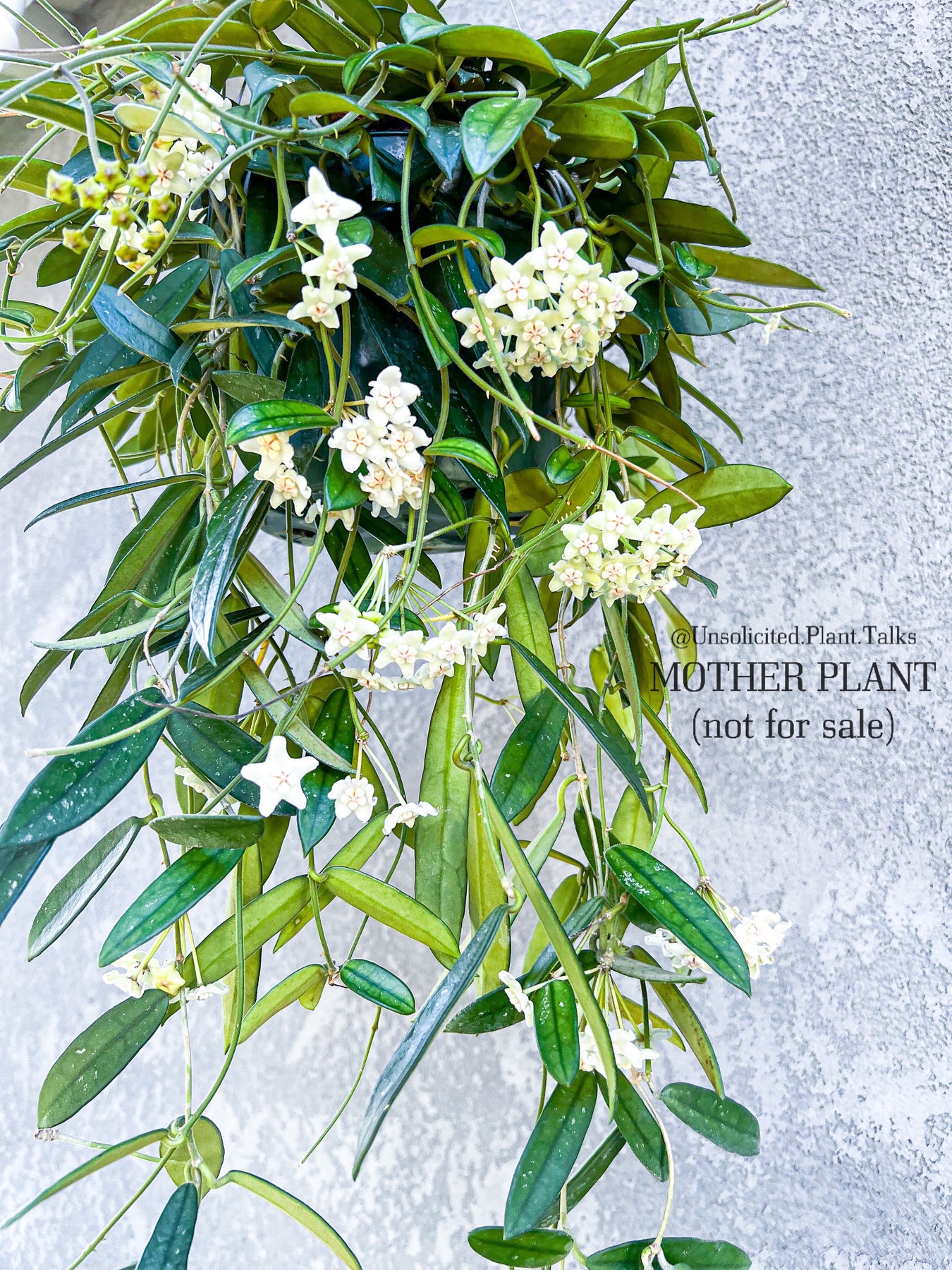 Hoya lyi (UNCOMMON VARIETY) – Unsolicited Plant Talks