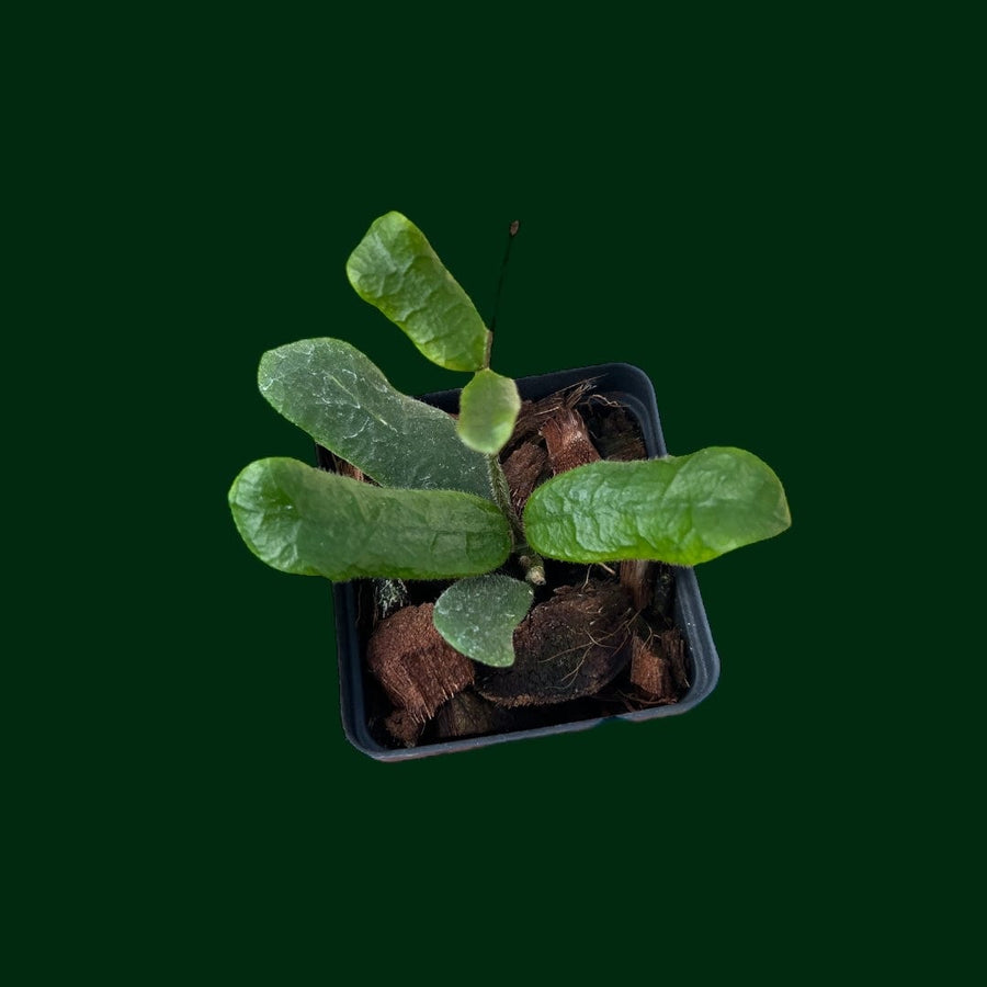 Small Leaf Hoyas for Sale | Find 60+ Small Leaf Hoya Varieties ...