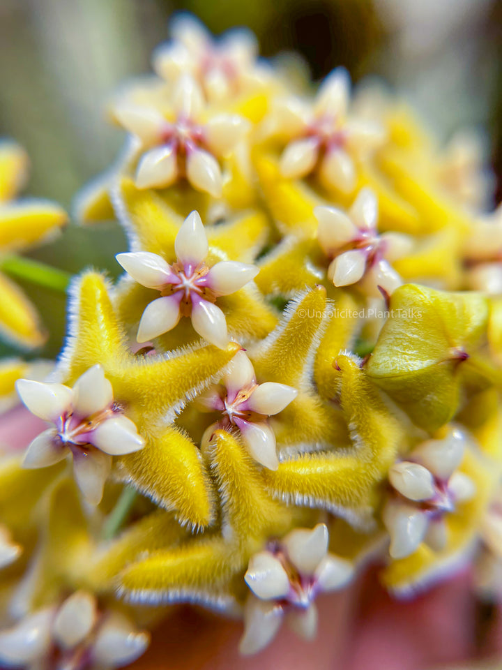 Hoya Plants for Sale | 450+ Hoya Species – Unsolicited Plant Talks