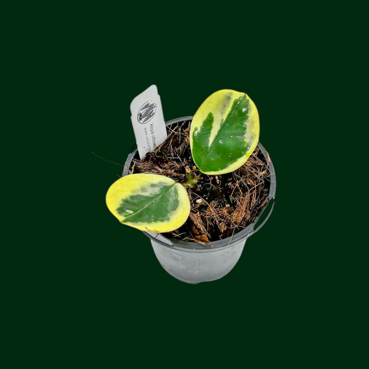 Types of Hoya Plants – Your Guide Through Different Hoya Varieties ...