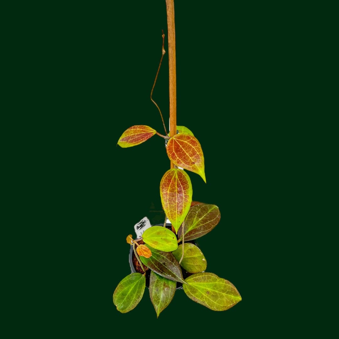 Hoya potsii ‘Cooper’s Creek’ – Unsolicited Plant Talks