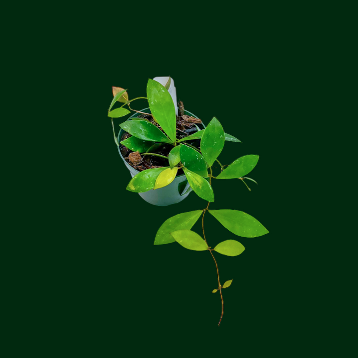 Small Leaf Hoyas for Sale | Find 60+ Small Leaf Hoya Varieties ...