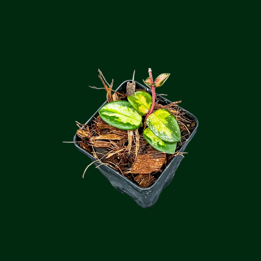 Hoya ‘Mathilde’ (variegated) – Unsolicited Plant Talks