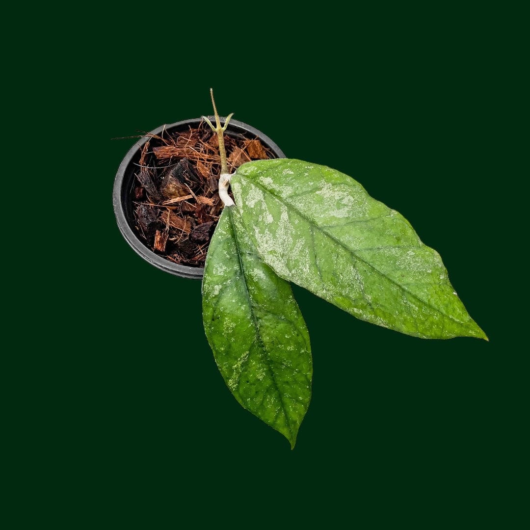 Hoya bahoi – Unsolicited Plant Talks