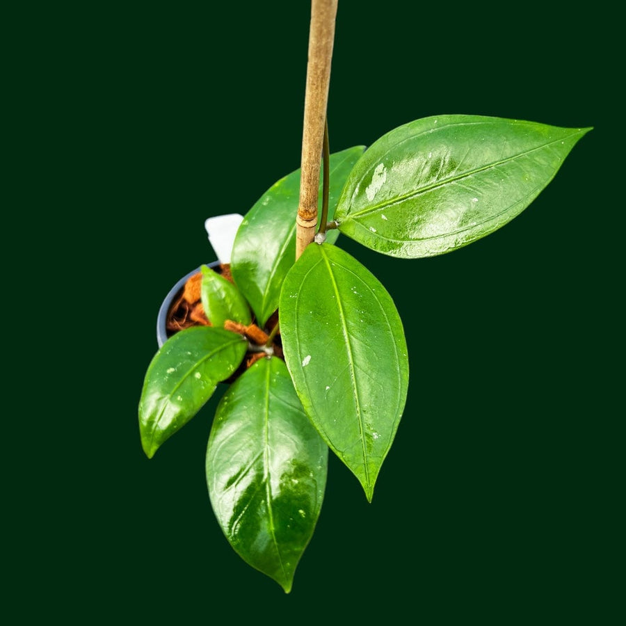 Large Leaf Hoyas for Sale | Discover 40+ Varieties – Unsolicited Plant ...