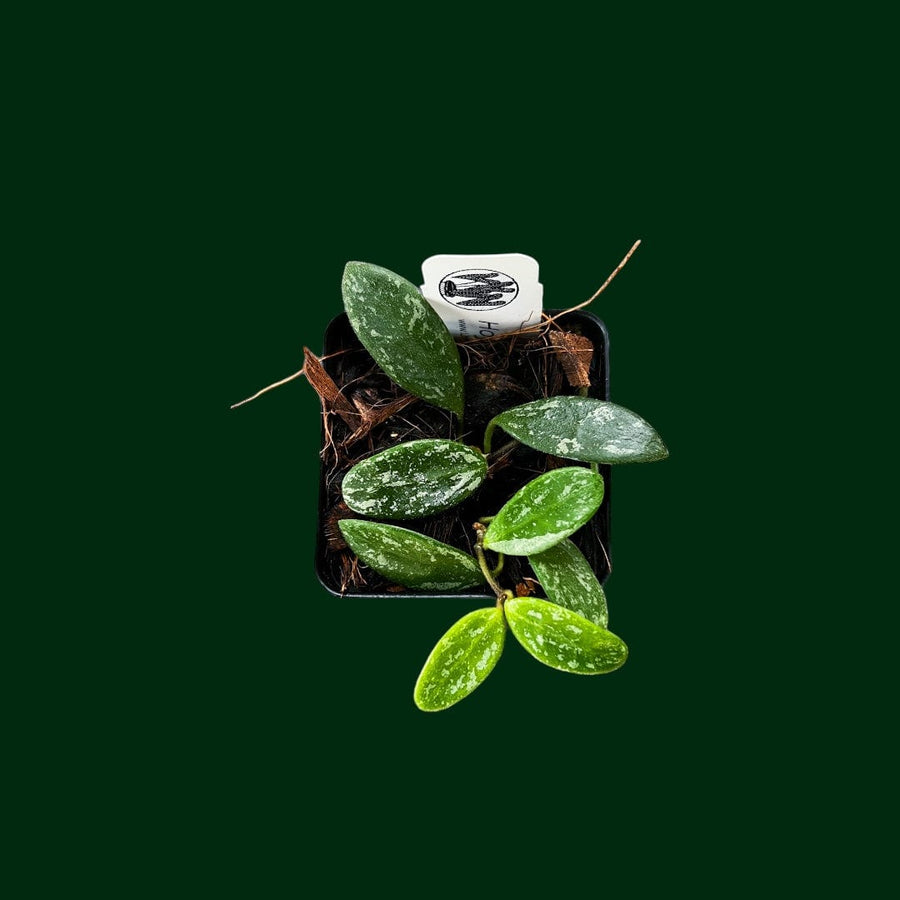 Types of Hoya Plants – Your Guide Through Different Hoya Varieties ...