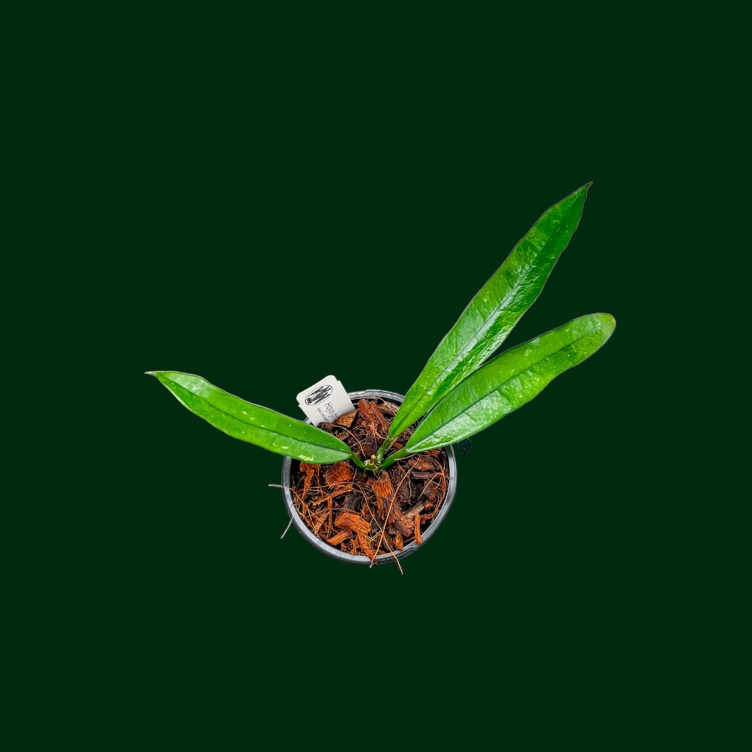 Hoya griffithii (yellow) – Unsolicited Plant Talks