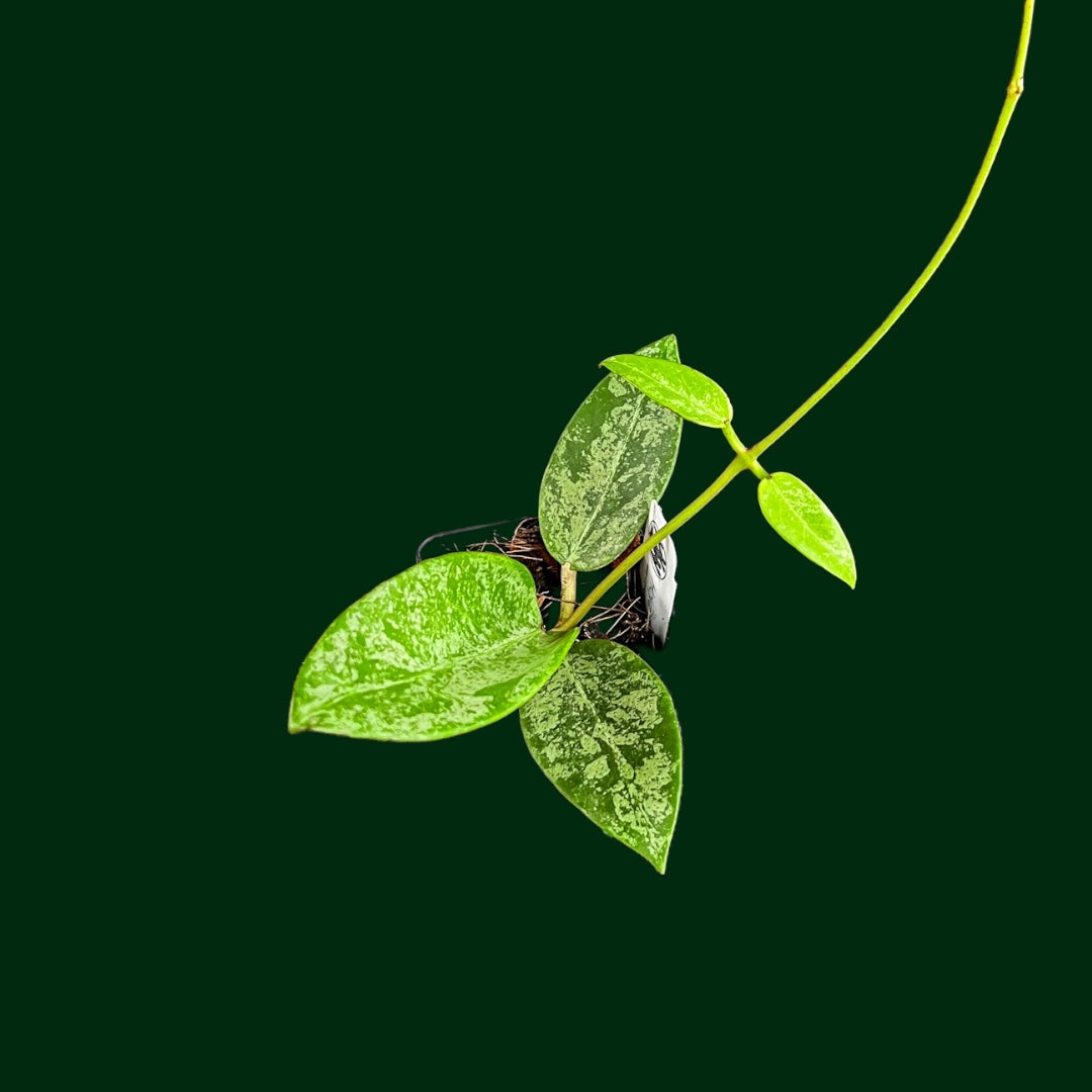 Hoya ‘Rime’ (splash) – Unsolicited Plant Talks