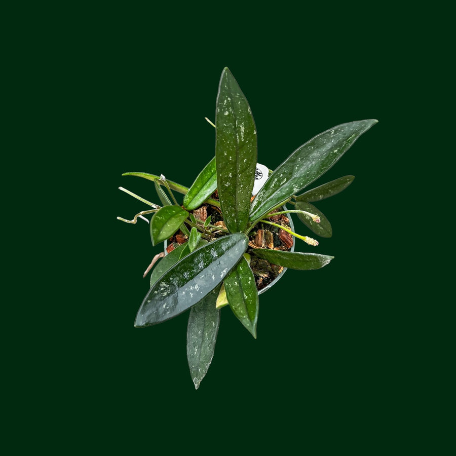 Types of Hoya Plants – Your Guide Through Different Hoya Varieties ...