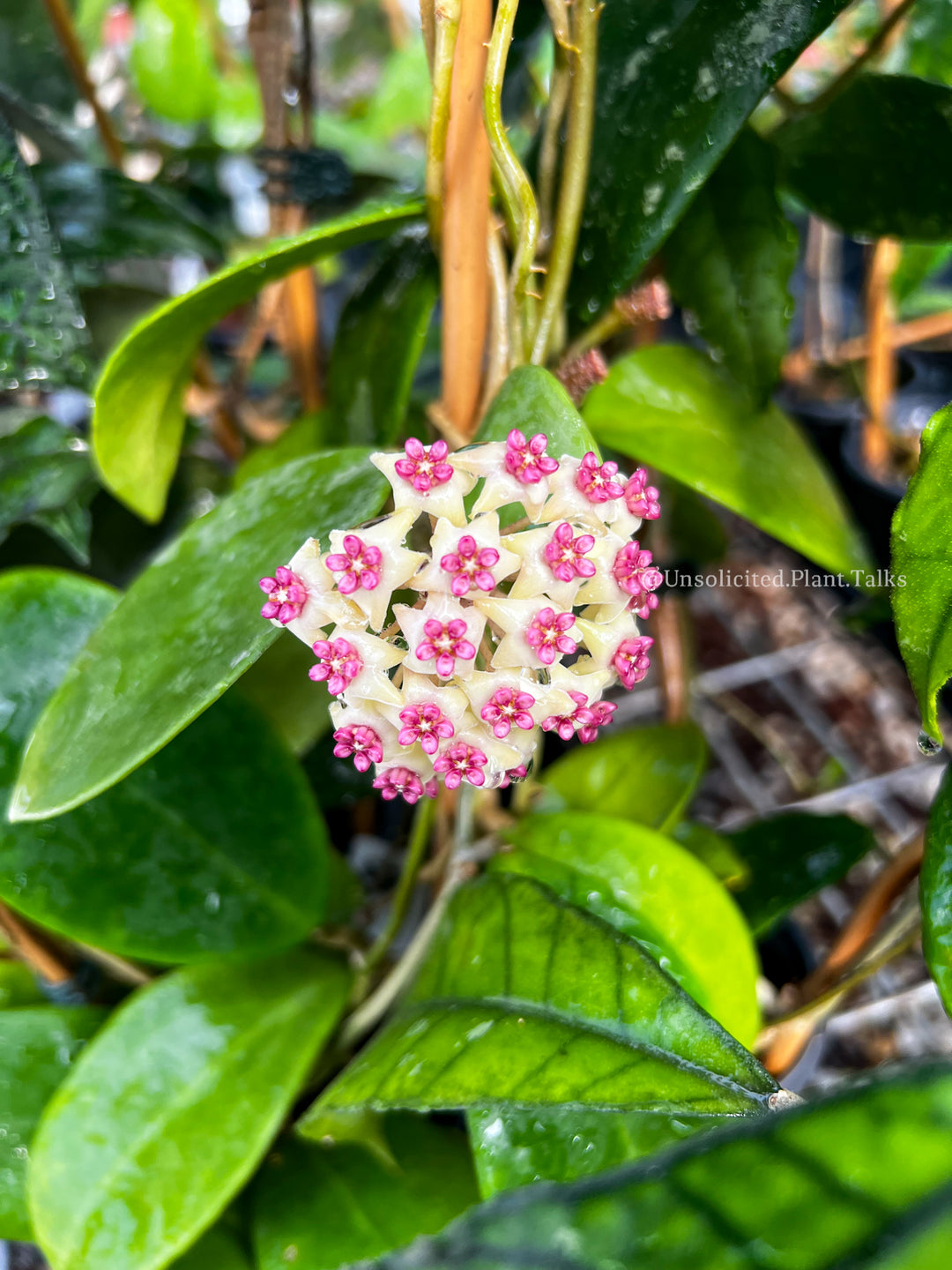 Hoya 'Ghost Fairy' (MB1034-505) – Unsolicited Plant Talks