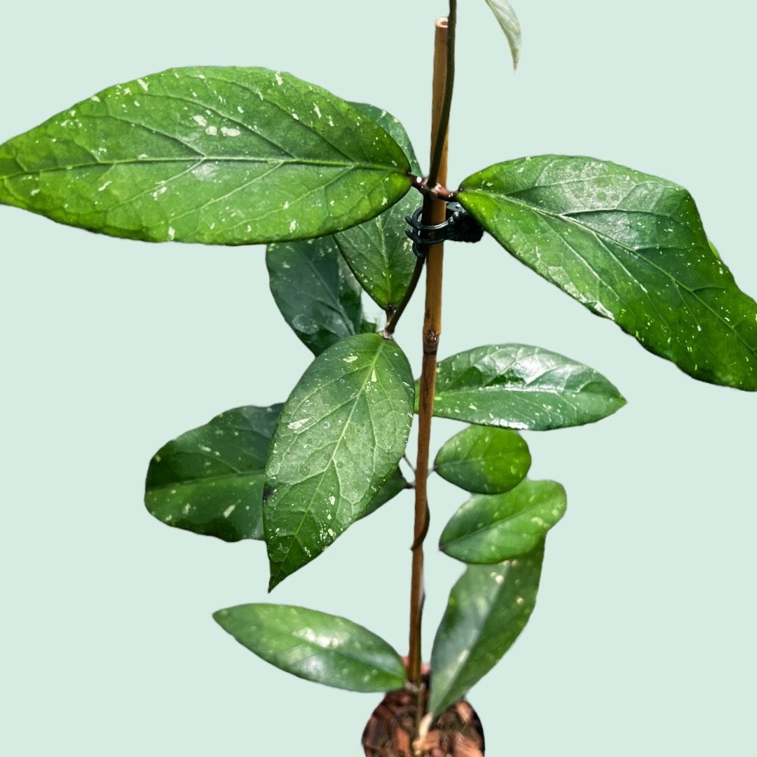 PS15 - Hoya sp. Sumatra (Wavy Leaves) – Unsolicited Plant Talks