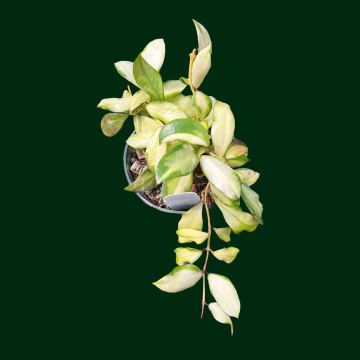 Variegated Hoyas for Sale | Buy from 30+ Varieties – Unsolicited Plant ...