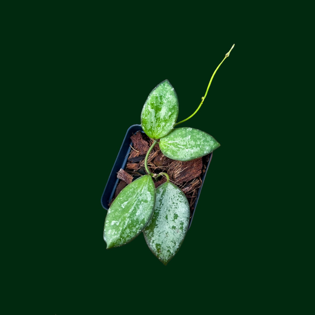 Hoya collina (NOID) – Unsolicited Plant Talks
