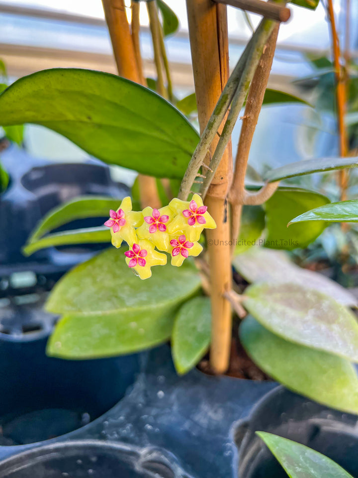 Hoya MB1502 – Unsolicited Plant Talks