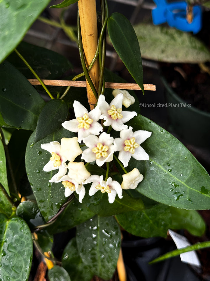 Rare Hoyas for Sale | Browse 70+ Rarest Hoya Species – Unsolicited ...