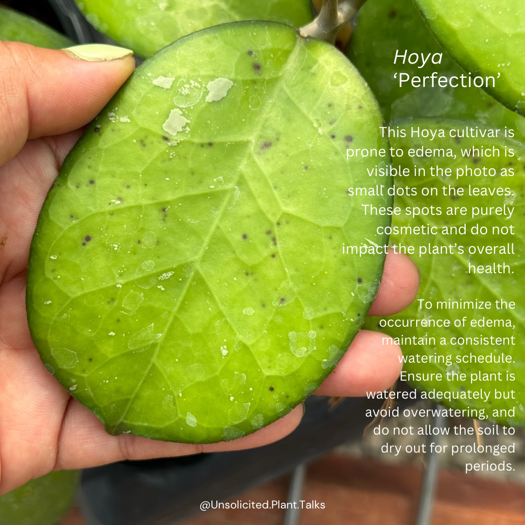 Hoya 'Perfection' – Unsolicited Plant Talks