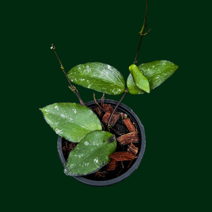 Rare Hoyas for Sale | Browse 70+ Rarest Hoya Species – Unsolicited ...