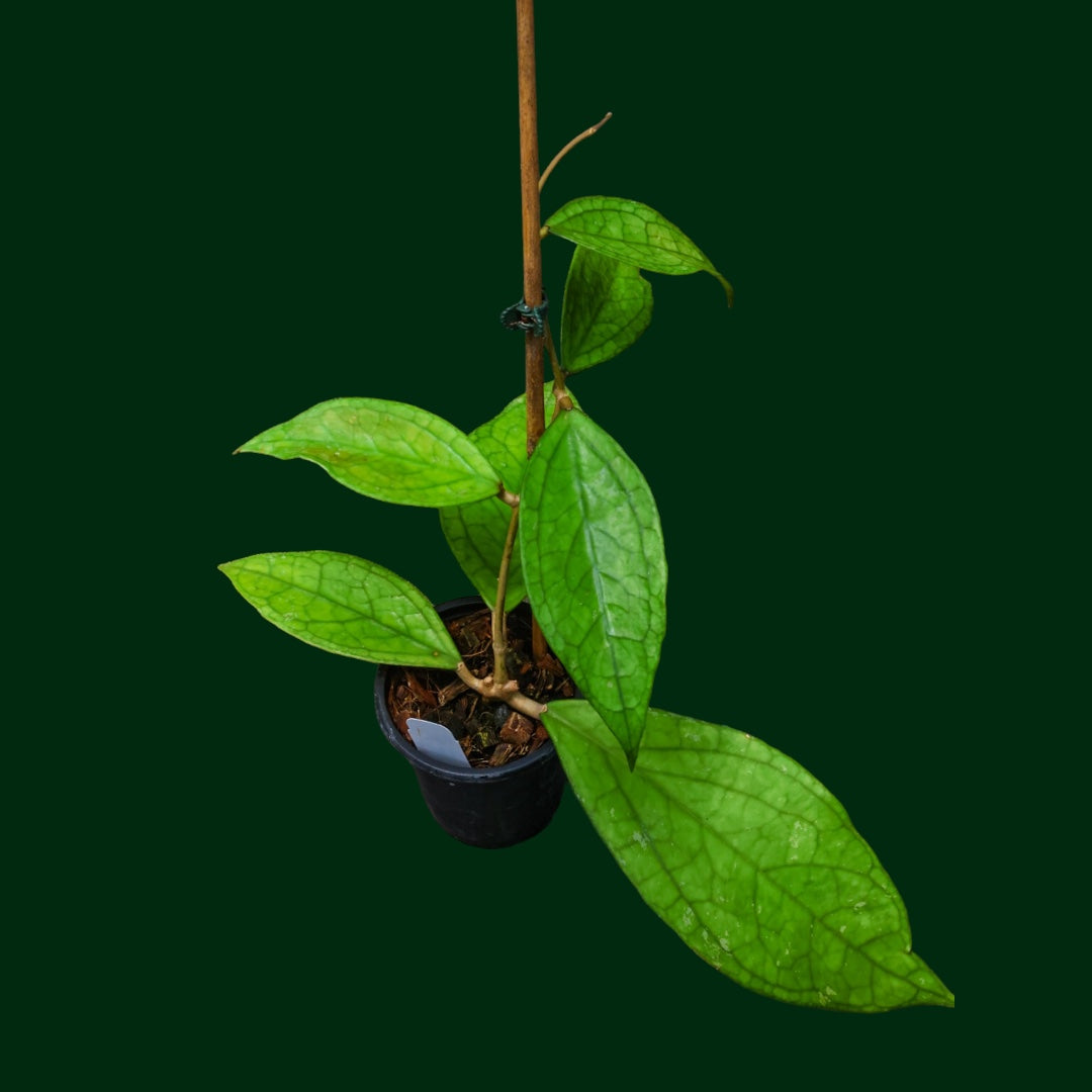Hoya sp. (Germany) – Unsolicited Plant Talks
