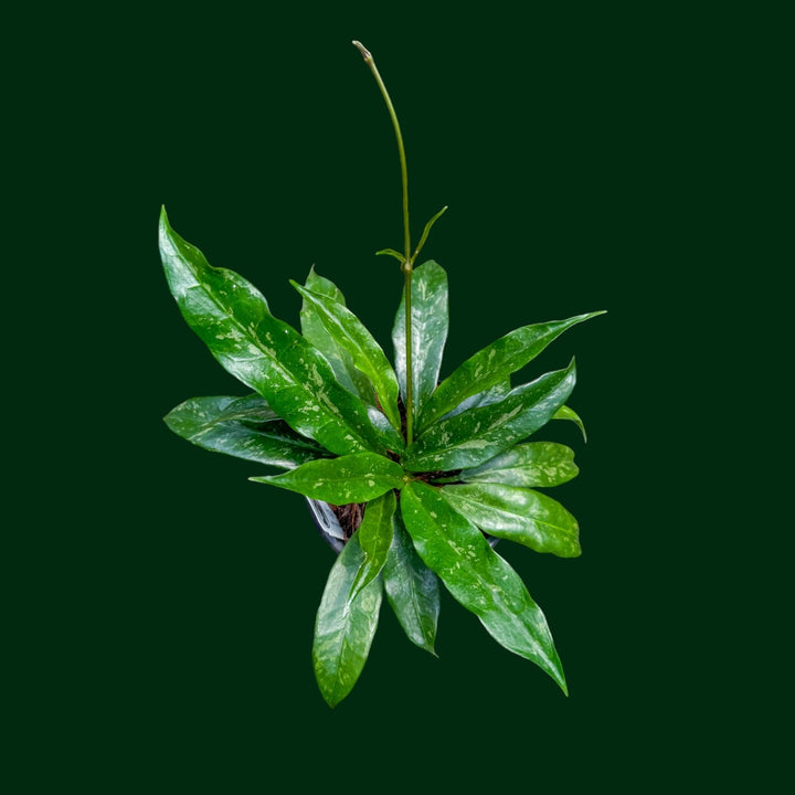 Rare Hoyas for Sale | Browse 70+ Rarest Hoya Species – Unsolicited ...