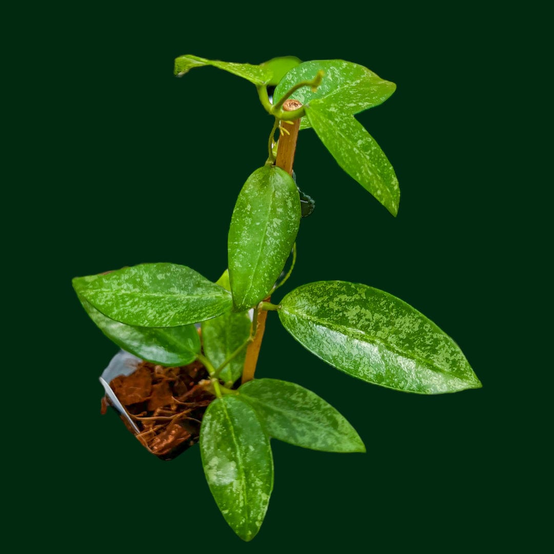 Hoya ‘Rime’ (splash) – Unsolicited Plant Talks