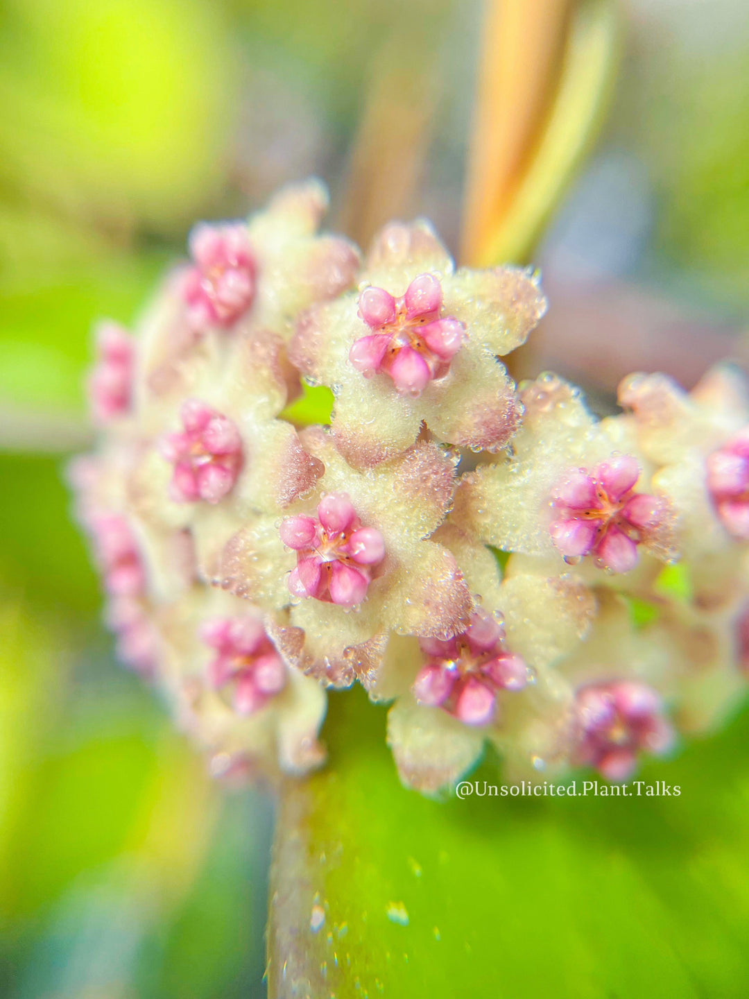 Hoya 'Wonder' (JAD020) – Unsolicited Plant Talks