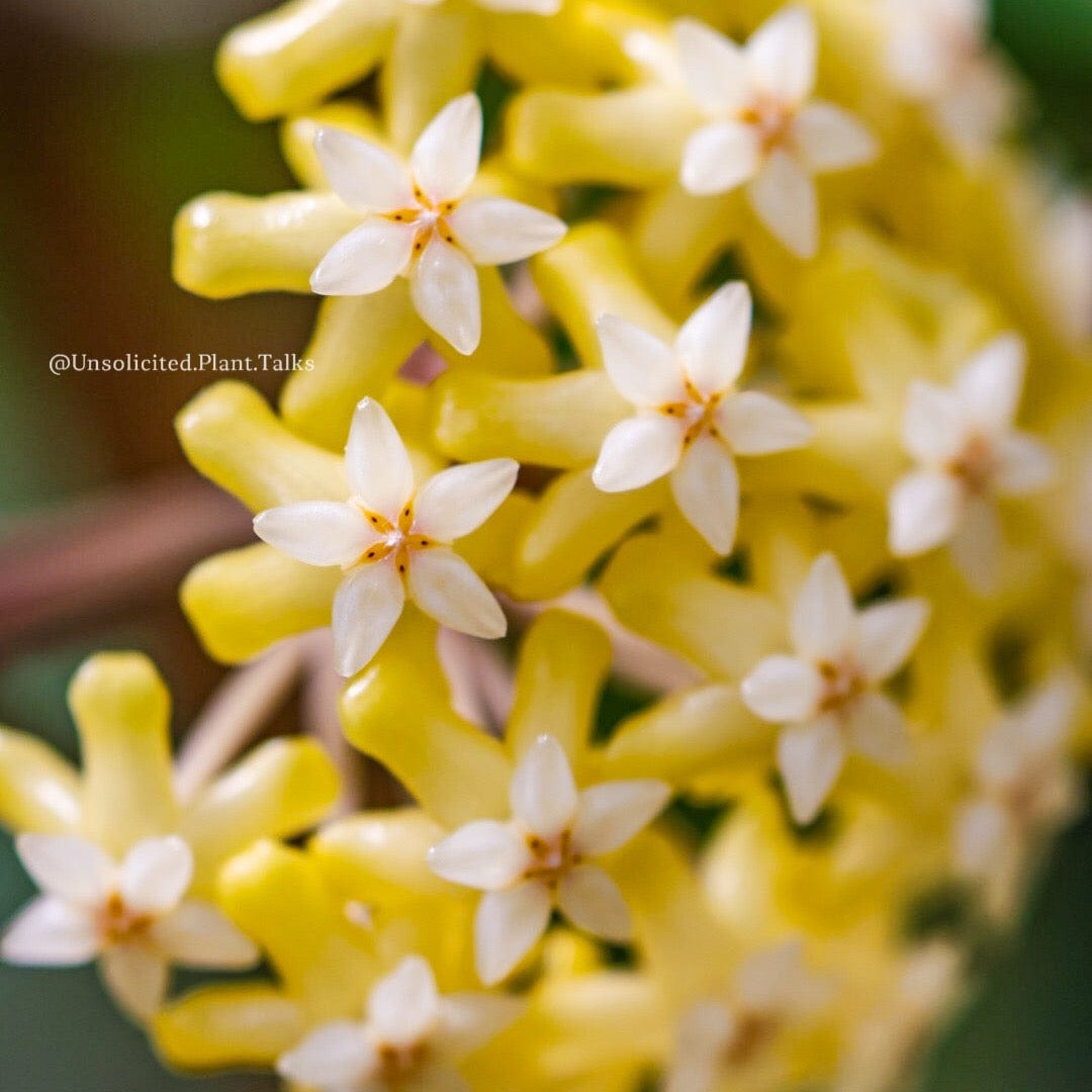 Hoya sp. Sumatra (01) – Unsolicited Plant Talks