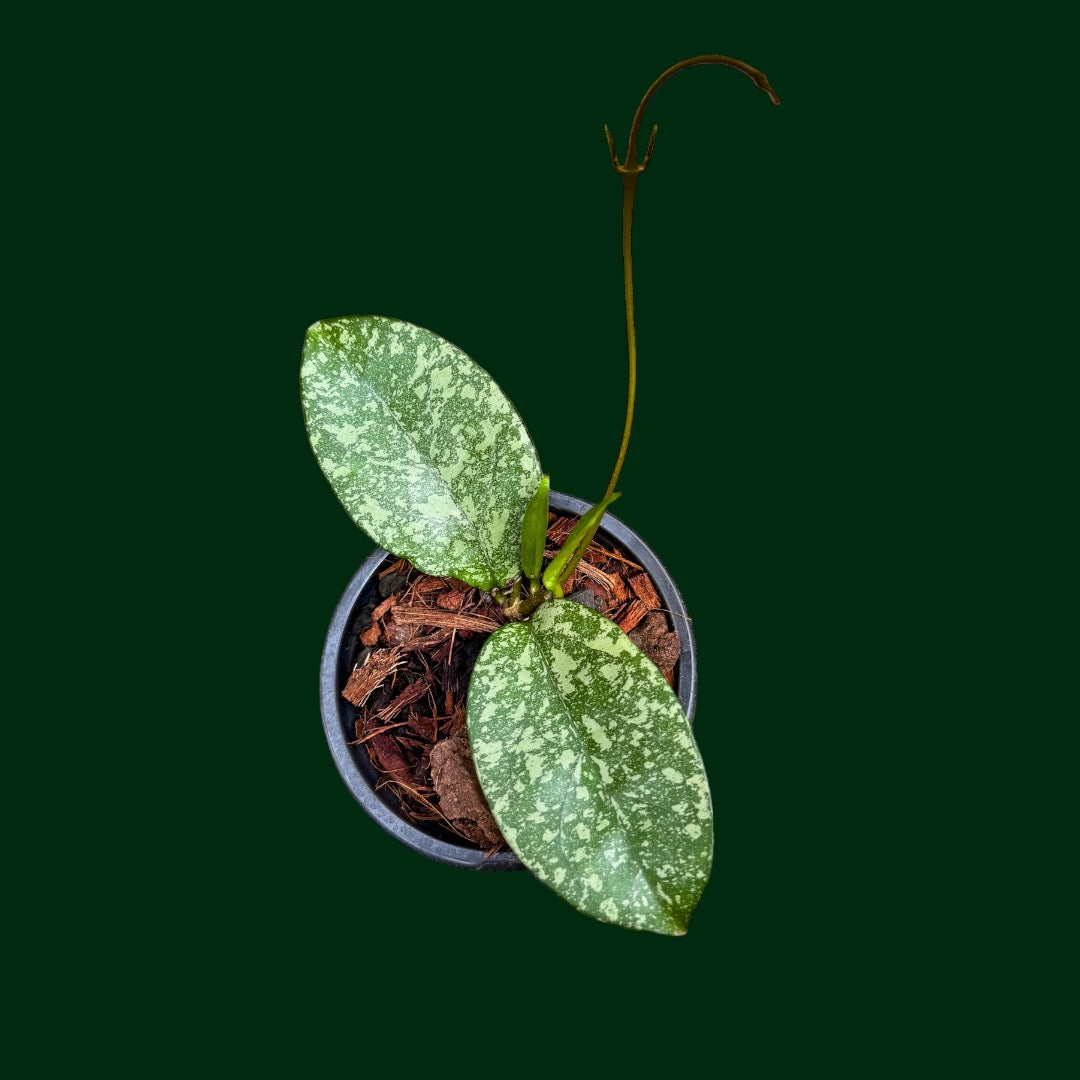 Hoya crassipetiolata x Hoya ‘Michele’ (RSLH10-11) – Unsolicited Plant Talks