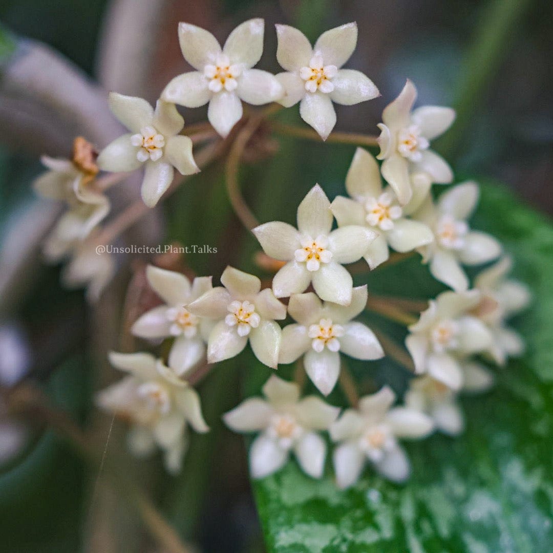 Hoya ‘Rangsan’ – Unsolicited Plant Talks