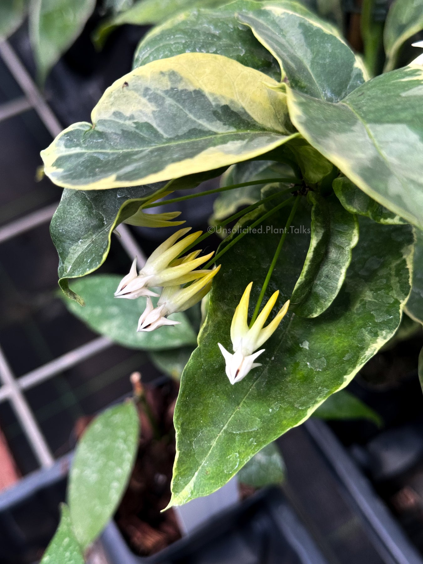 Hoya multiflora (outer variegated) – Unsolicited Plant Talks