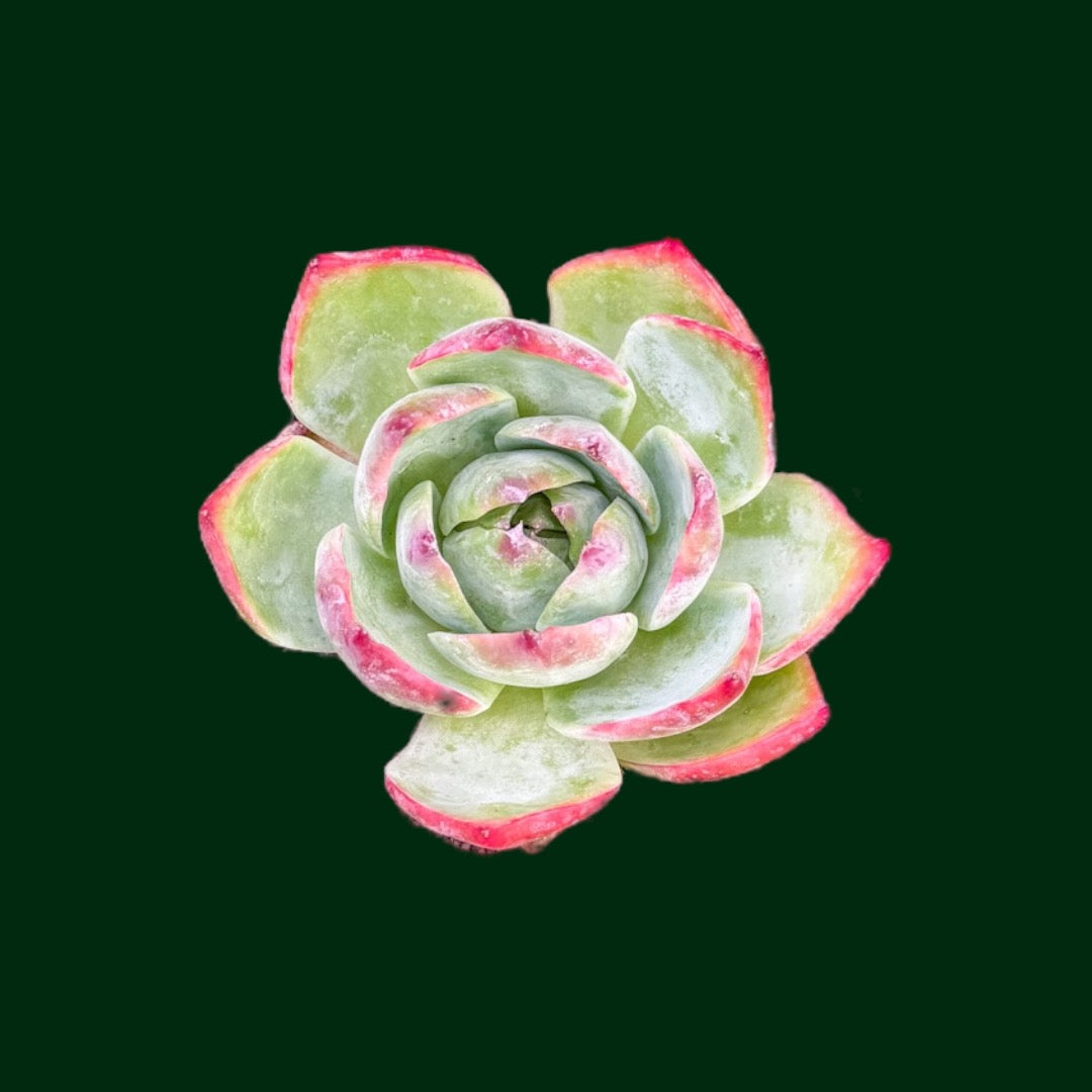 Echeveria ‘Casio’ – Unsolicited Plant Talks