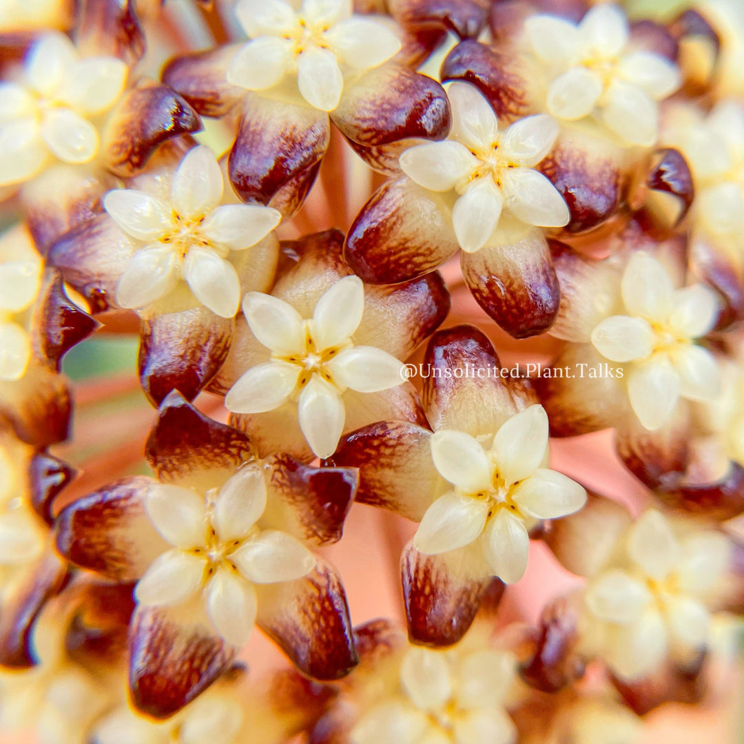 Hoya clemensiorum (fr Northern Sumatra) – Unsolicited Plant Talks