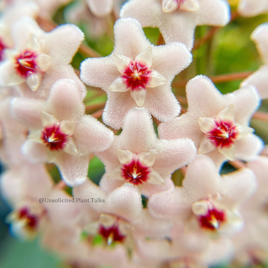 Splash Hoyas for Sale | Discover 80+ Hoya Splash Varieties ...