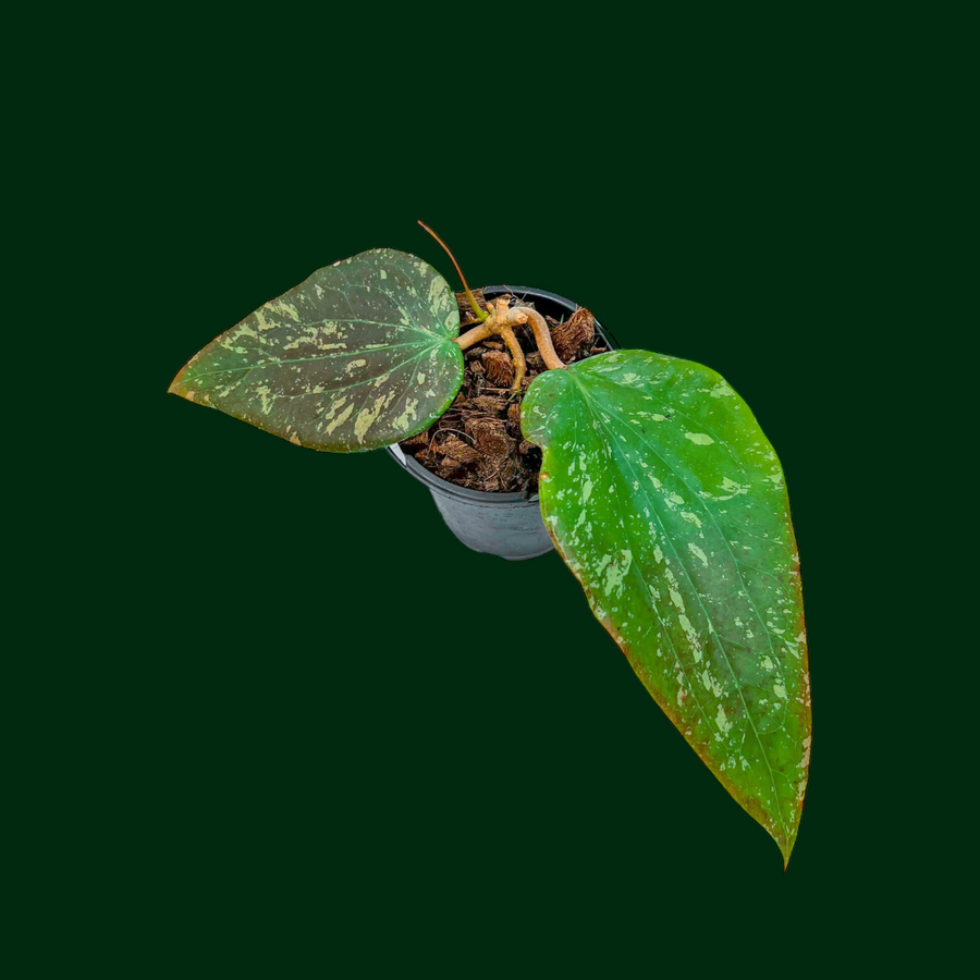 What is a Hoya Plant? A Beginner’s Guide | Unsolicited Plant Talks